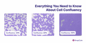 Everything You Need to Know About Cell Confluency | SnapCyte™