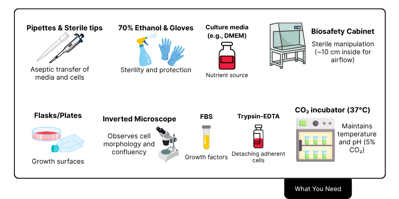 Everything you need to know about Cell Culture - SnapCyte