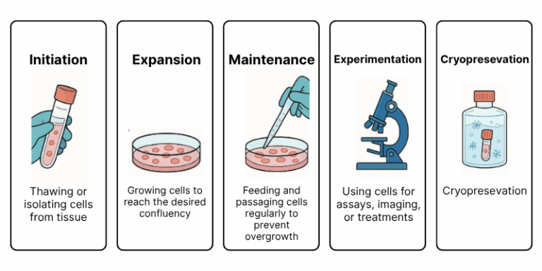 Everything you need to know about Cell Culture - SnapCyte