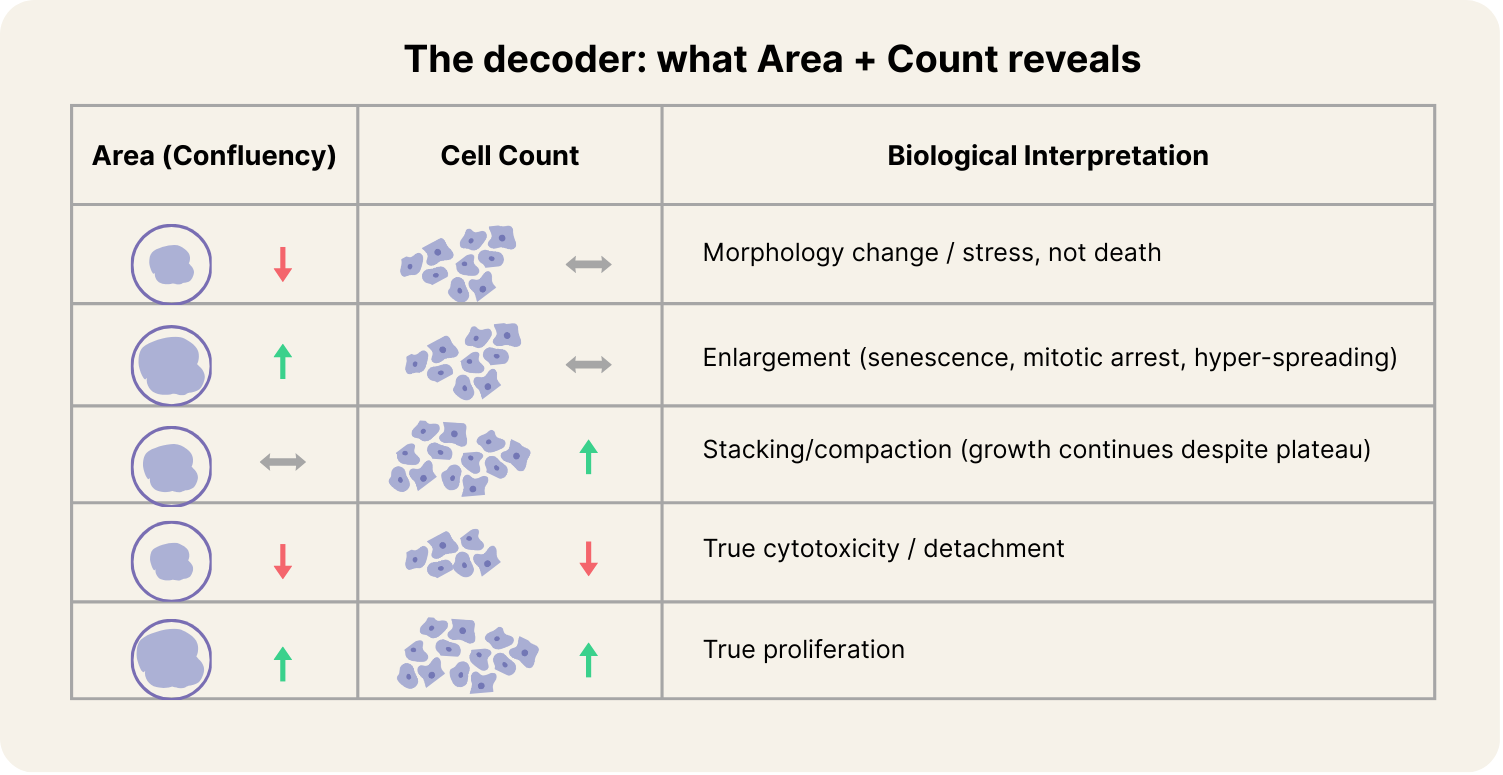 Cell Confluency Analysis – When It Works and When It Fails